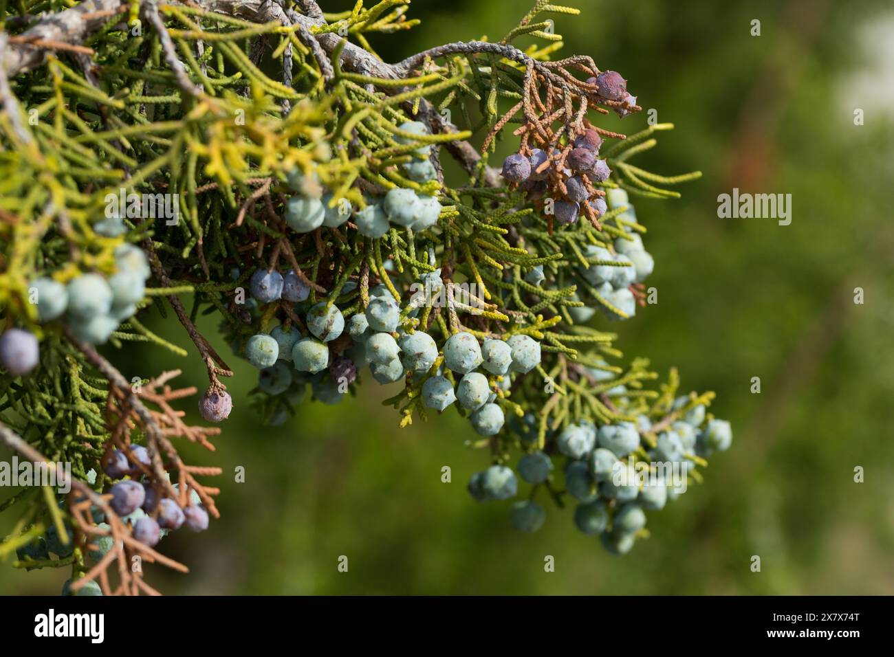 Fruits of Juniperus californica tree Stock Photo - Alamy