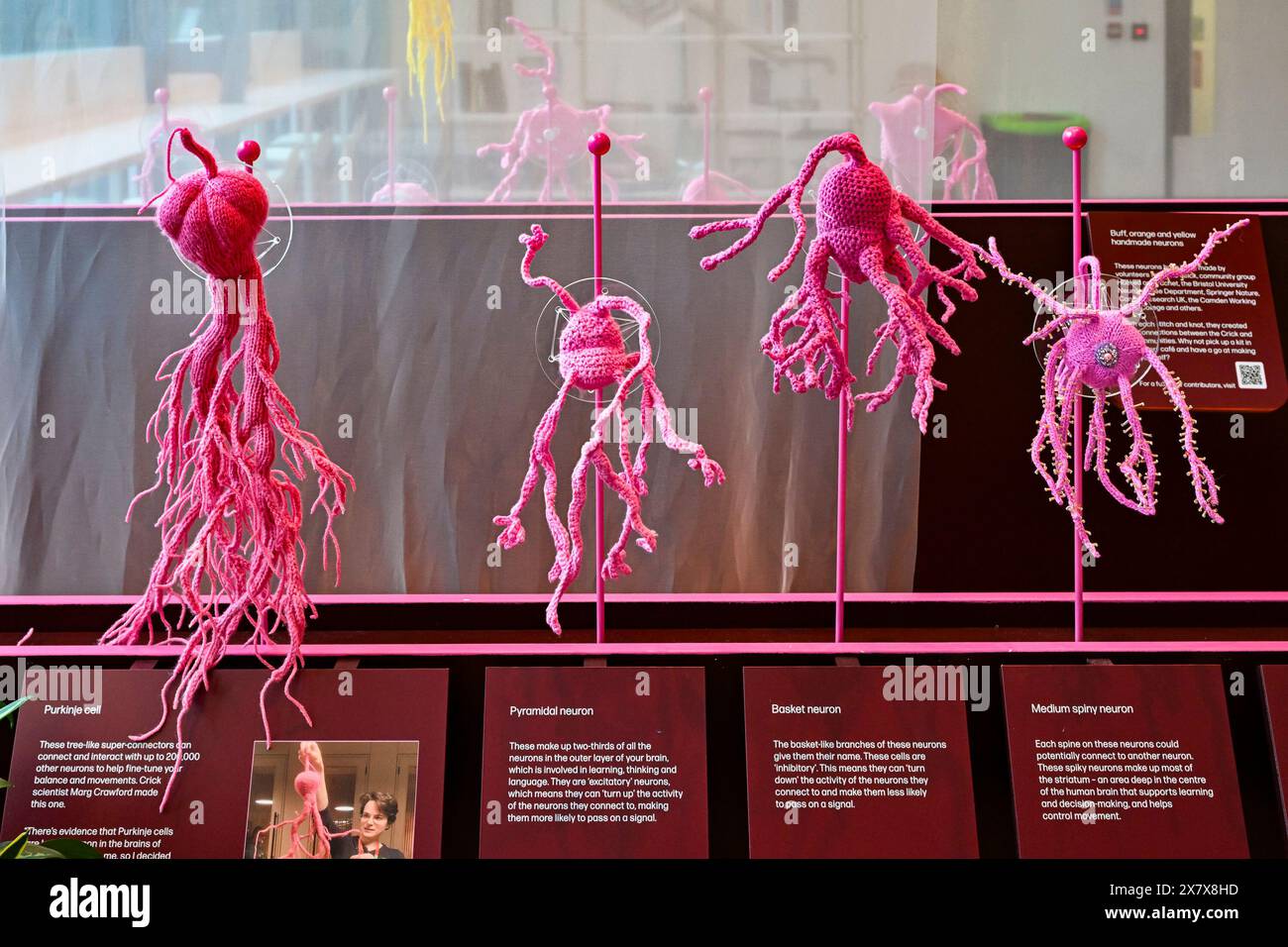 Knitted neurons, Hello Brain!, exhibition, Manby Gallery, Francis Crick Institute, London ...