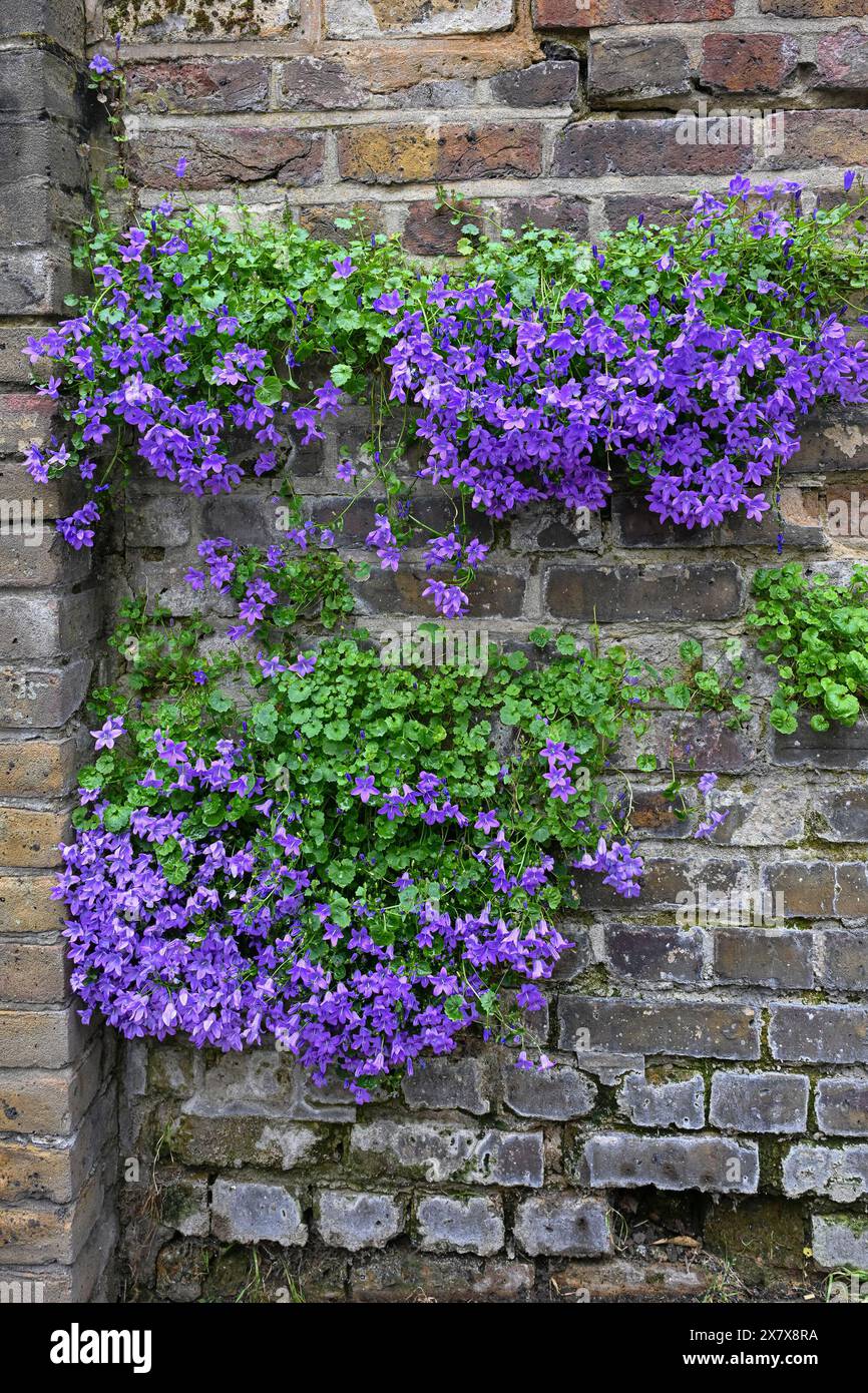 Old brick wall with Bellflower, campanula flowers, London, England, U.K ...