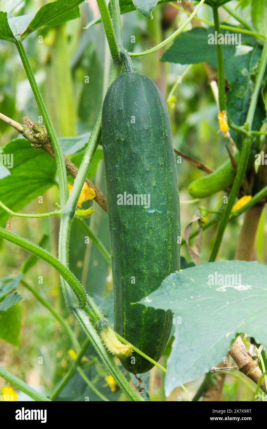 Cucumbers that are still on the tree are green and fresh in ...
