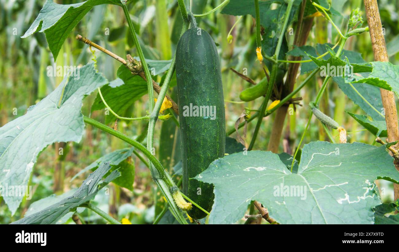 Cucumbers that are still on the tree are green and fresh in ...