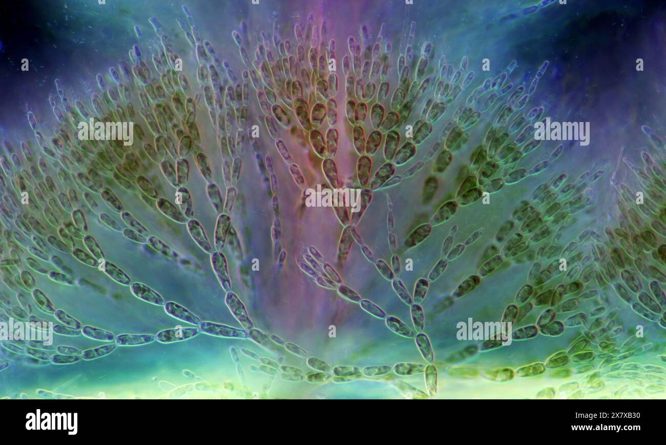 Polarised light micrograph of Batrachospermum sp. red algae ...
