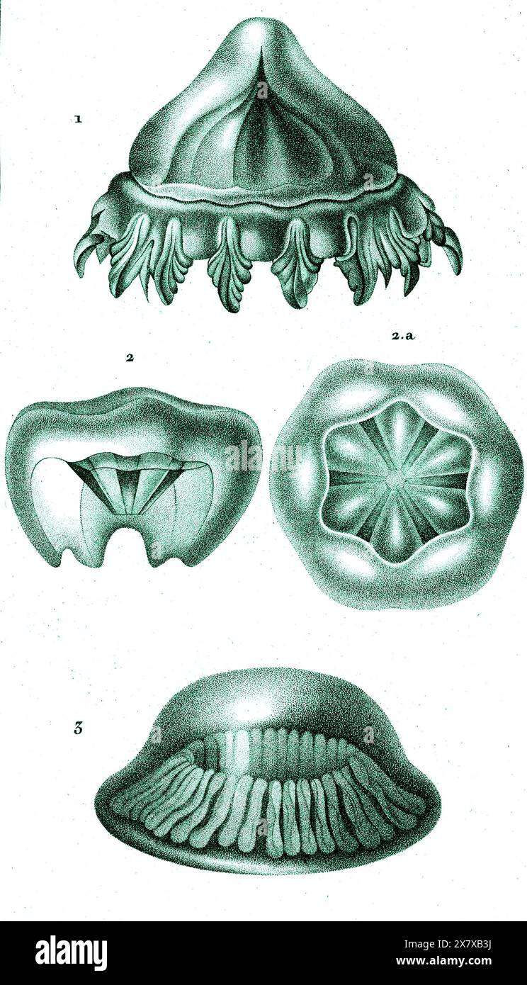 Illustration of jellyfish. Seen here are; helmet jellyfish (1, Carybdea ...