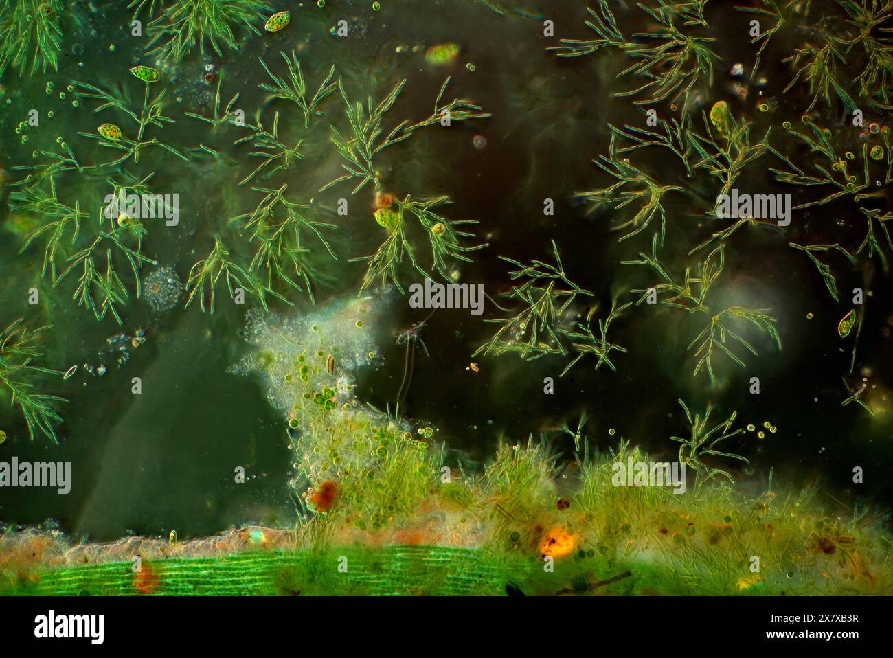 Polarised light micrograph of various green algae. Green algae perform ...