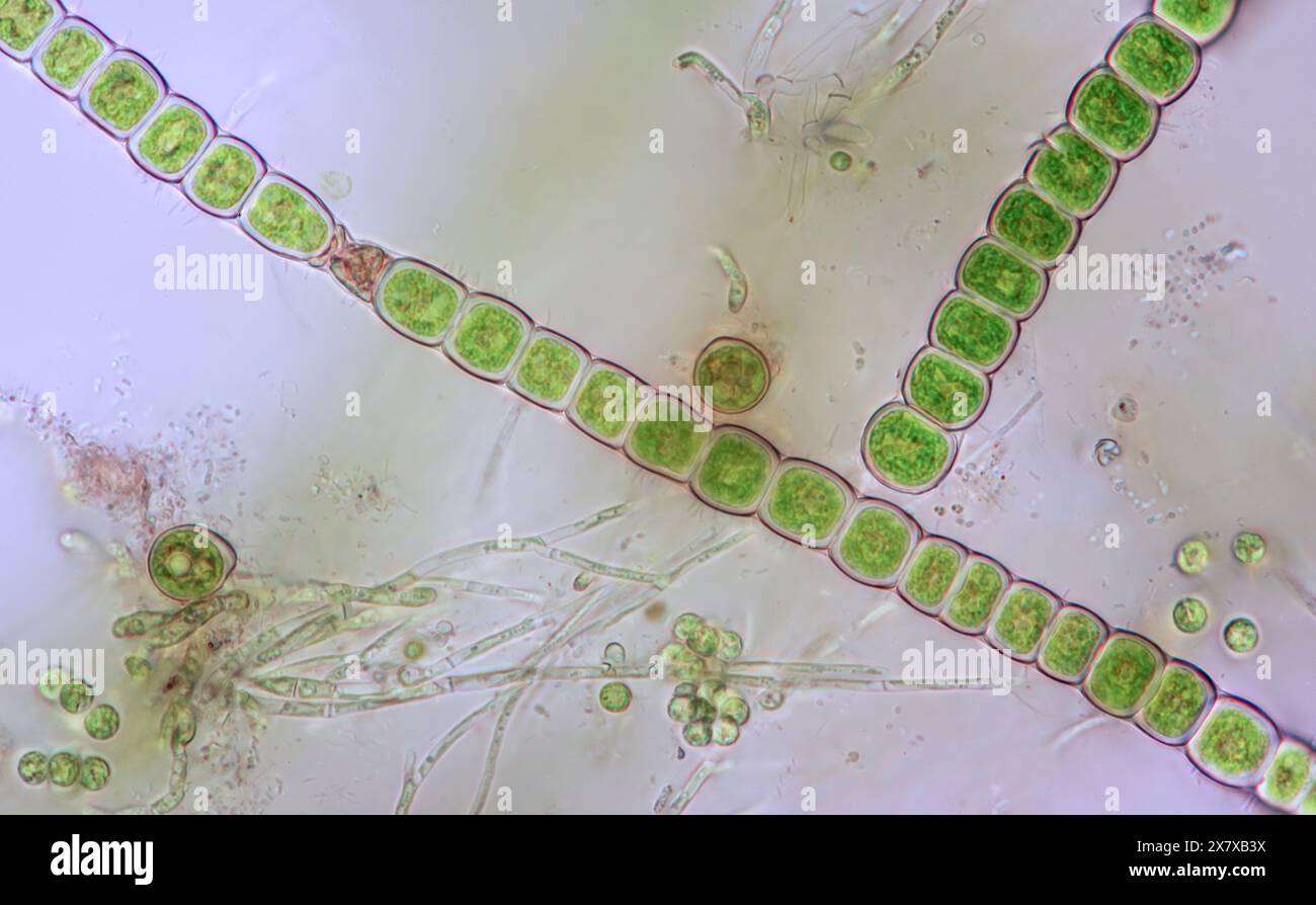 Polarised light micrograph of various green algae. Green algae perform ...