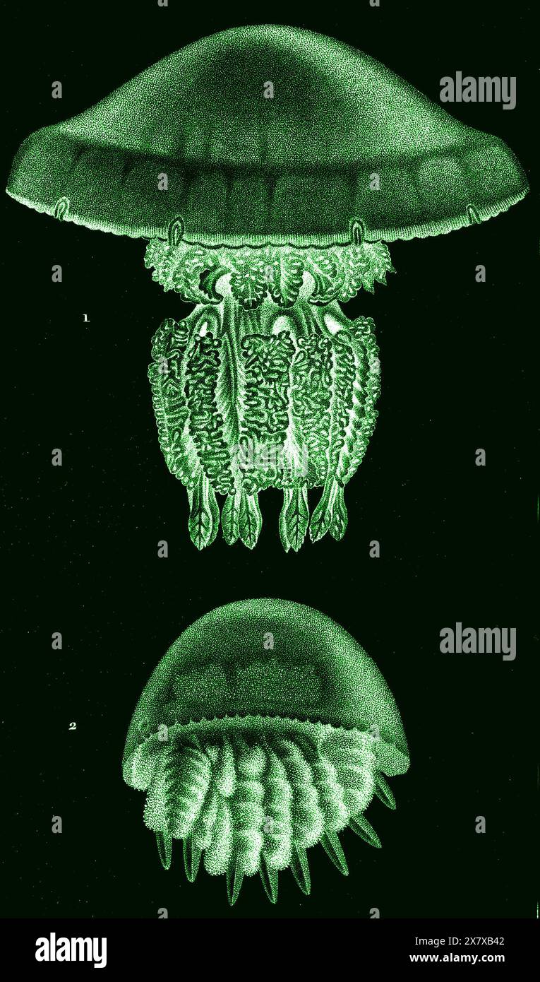 Illustration of jellyfish. Seen here are; Rhisostomeae cuvieri (1, now ...