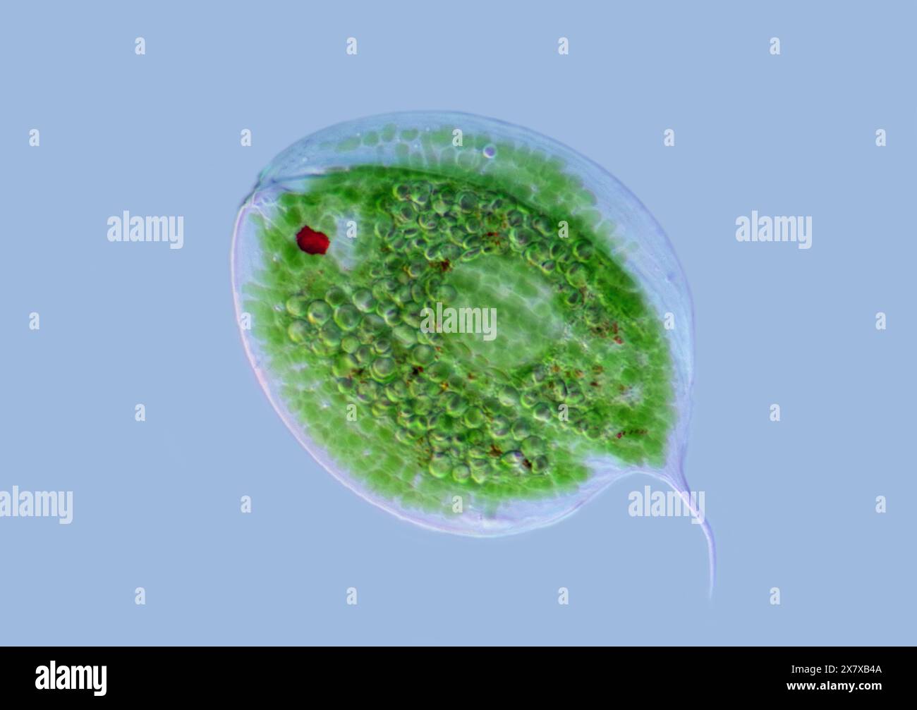 Polarised light micrograph of a Phacus sp. euglenoid protozoan. It is ...