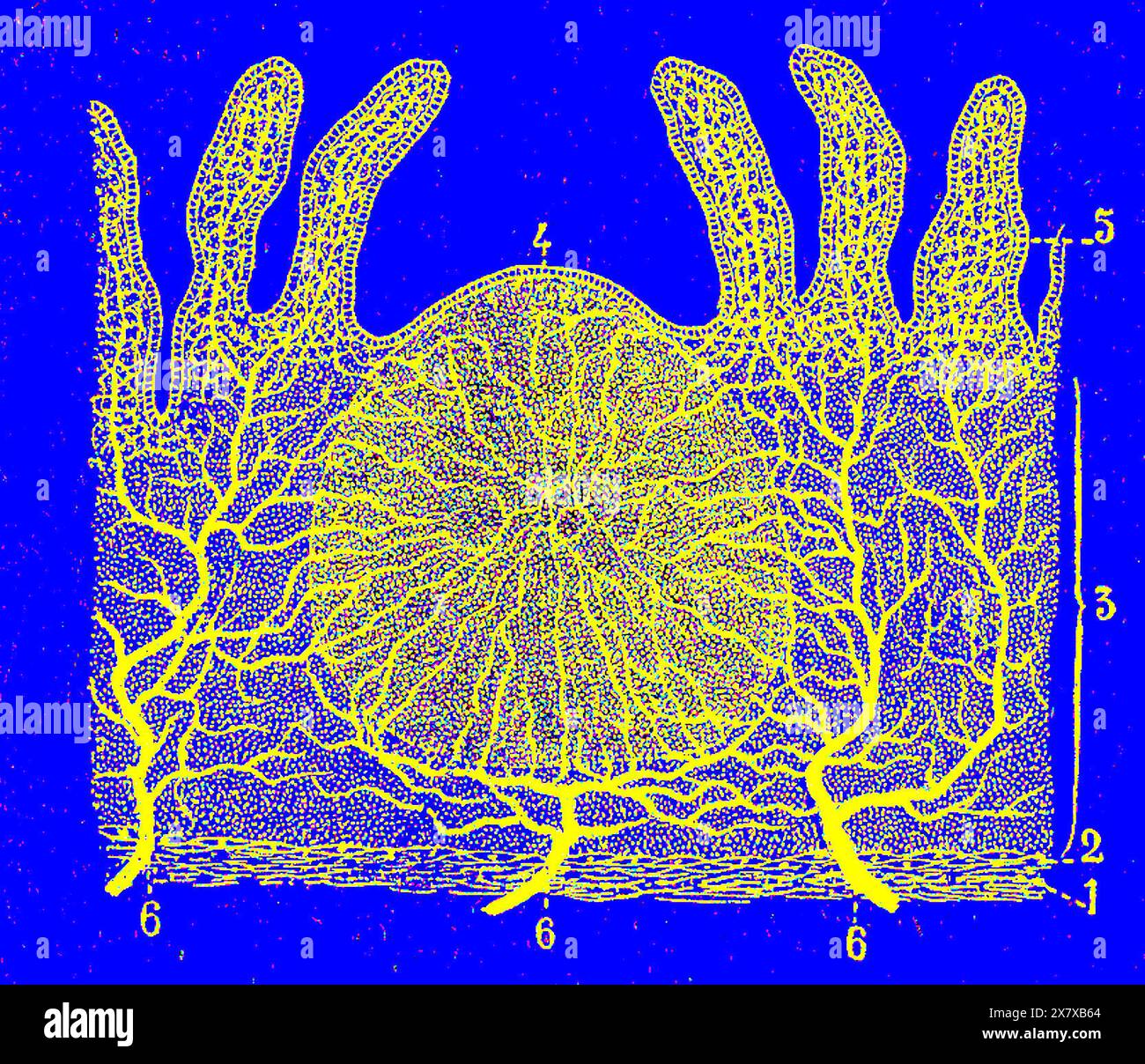 Illustration showing the arteries of the mucosa of the small intestine ...