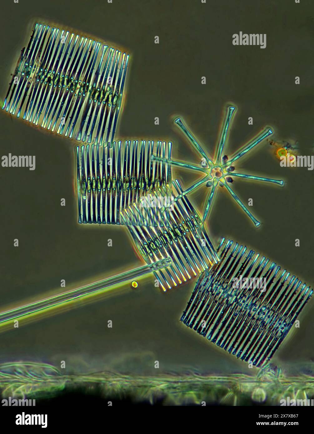 Phase contrast light micrograph of Fragilaria crotonensis (rectangle ...