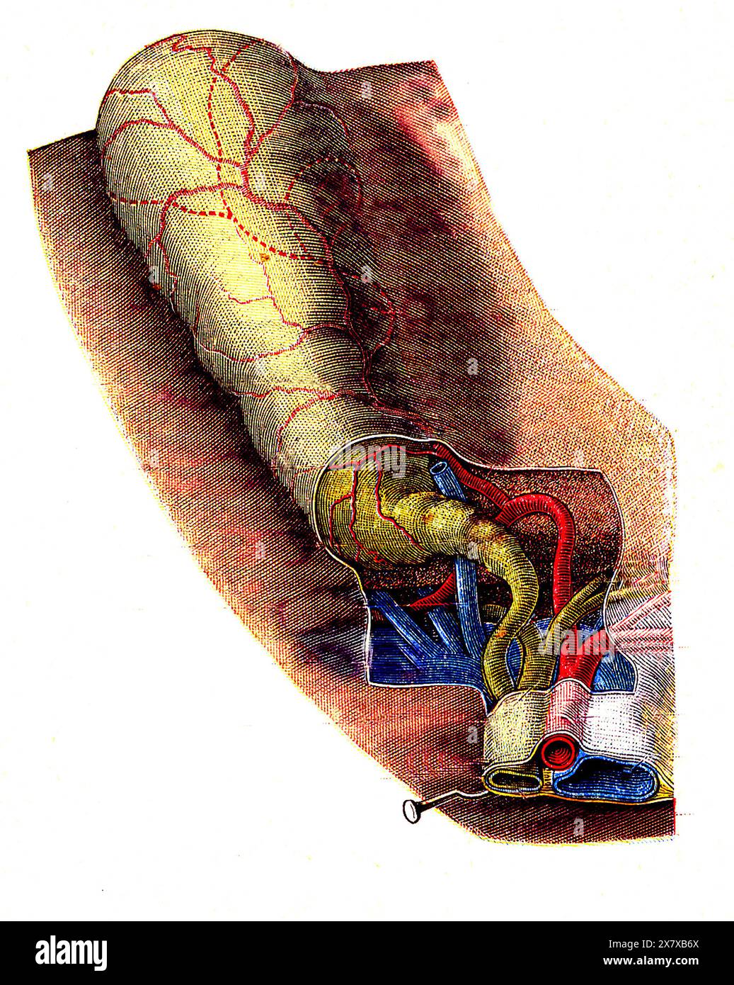 Illustration of the blood vessels of the gallbladder. The cystic artery ...
