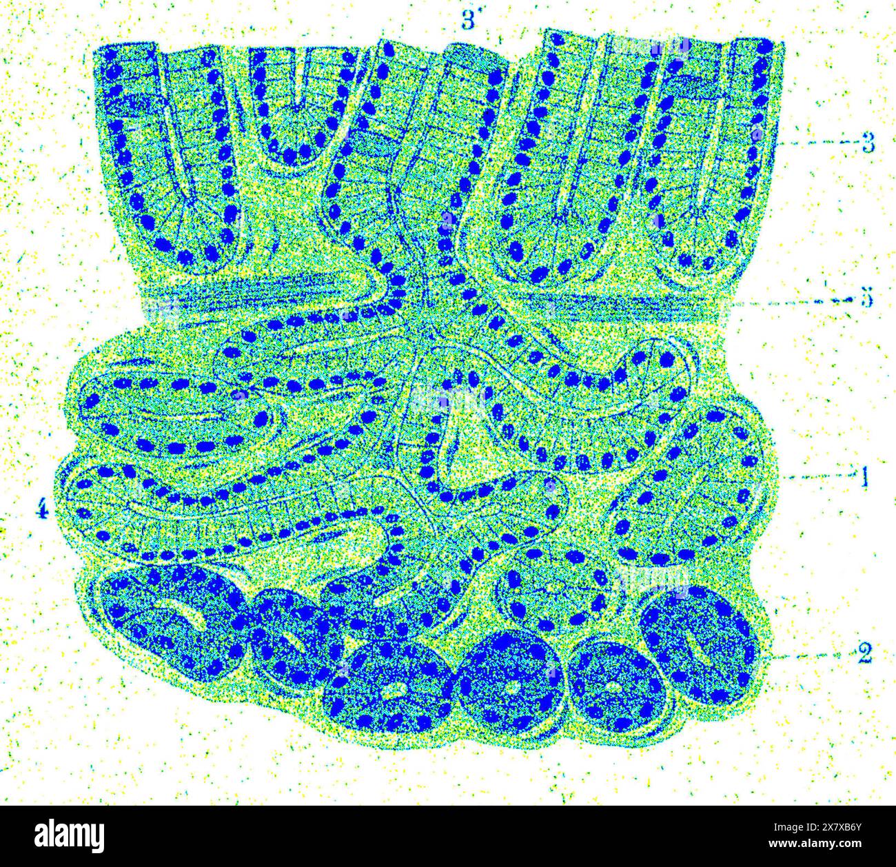 Illustration of a section through the wall of the duodenum, the first ...