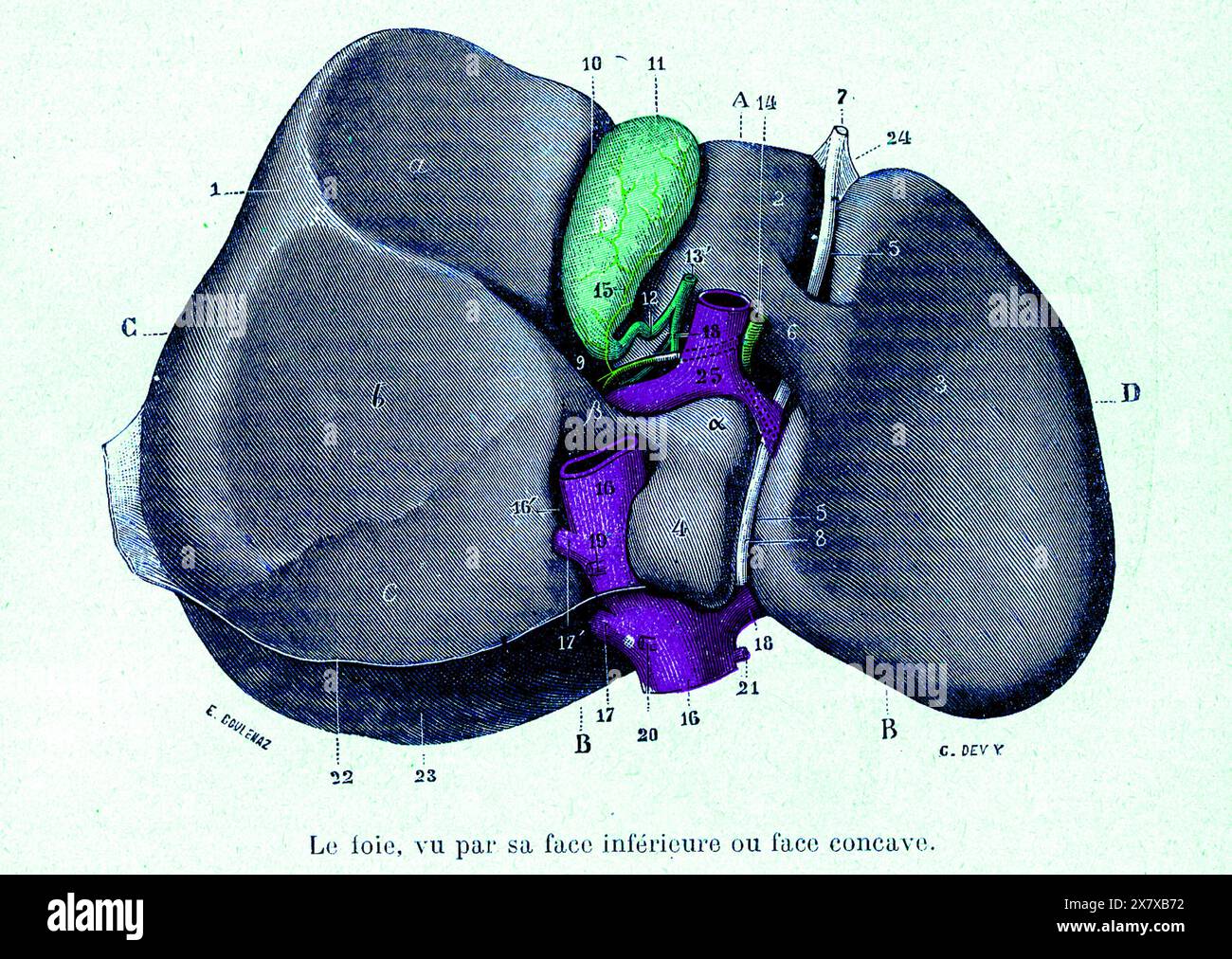 Illustration of the liver (grey) and gallbladder (green), seen from the ...