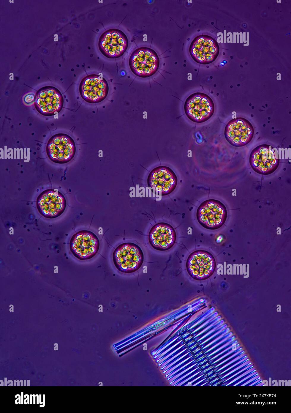 Polarised light micrograph of a pandorina sp. green algae (upper ...