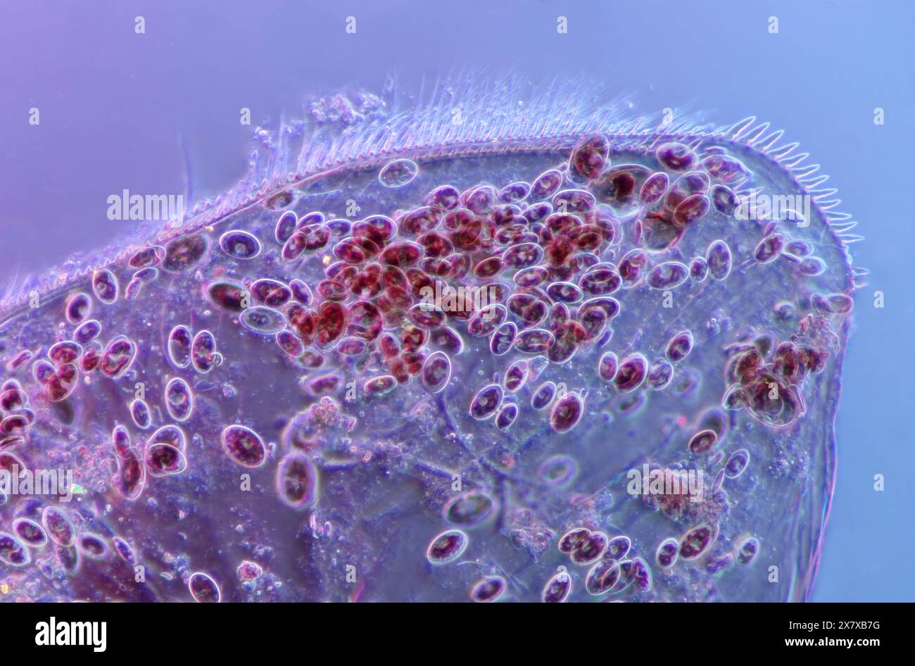 Polarised light micrograph of Cocconeis sp. diatoms settled on a dead ...