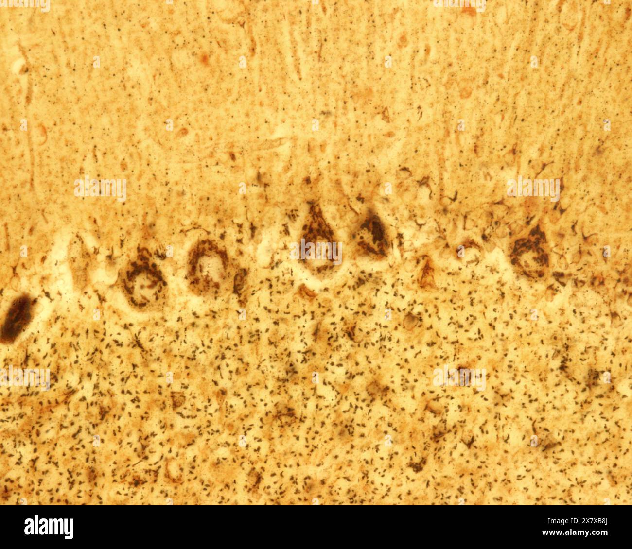 Cerebellar cortex, light micrograph. Purkinje cells (across centre) are ...