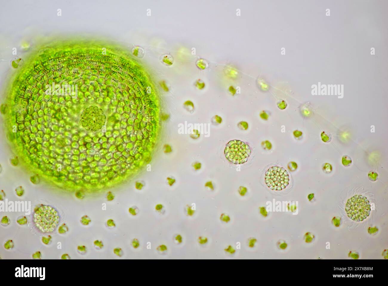 Brightfield light micrograph of Volvox sp. green algae with rotating ...