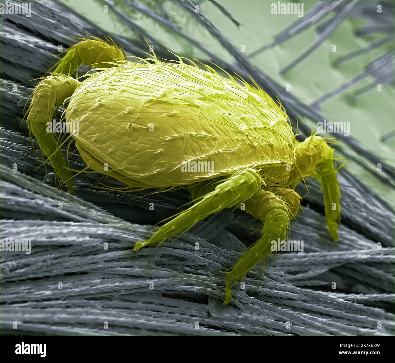 Bumblebee mite. Coloured scanning electron micrograph (SEM) of a bee ...