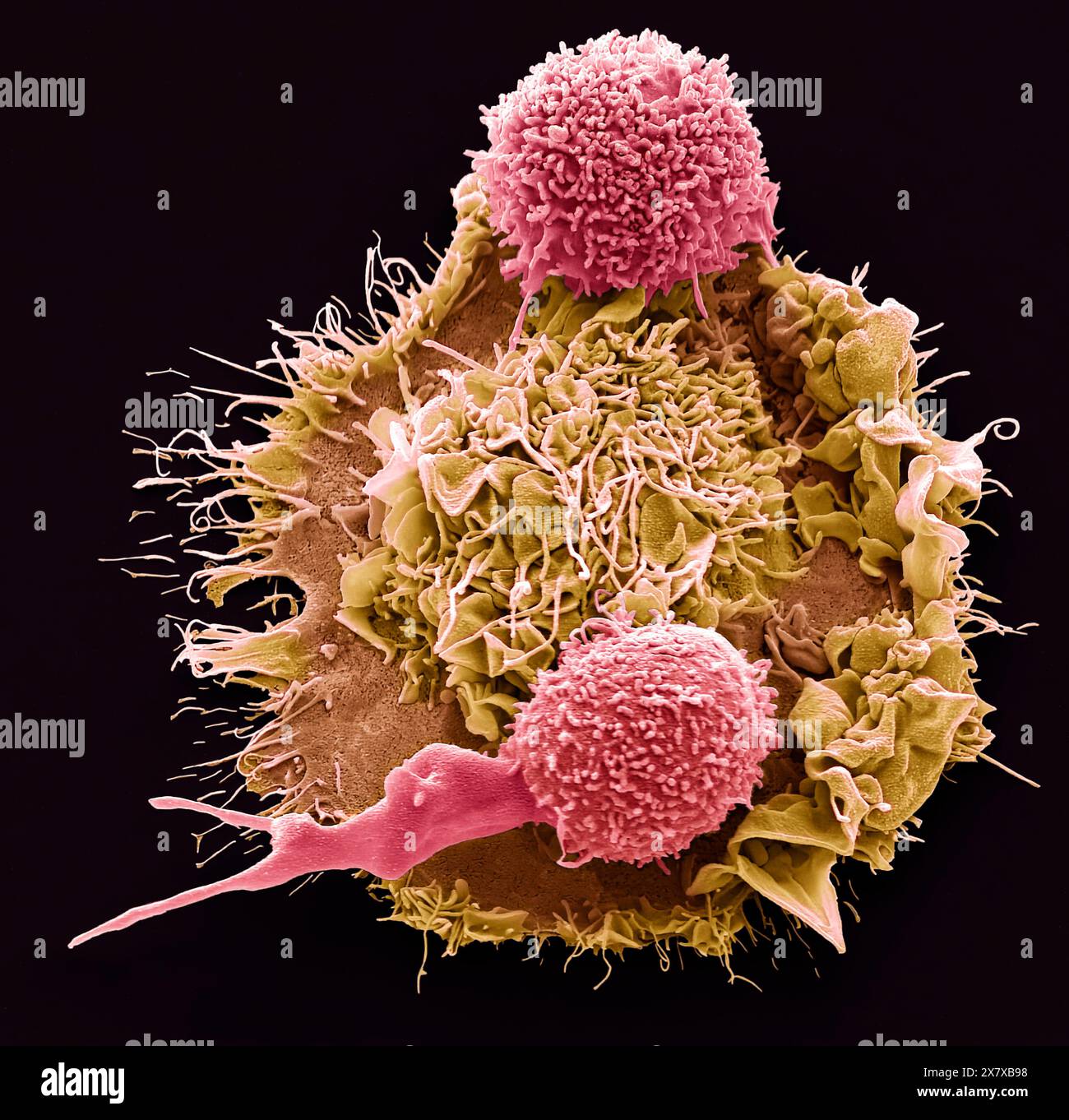 Macrophage and T cells. Coloured scanning electron micrograph (SEM) showing the interaction ...