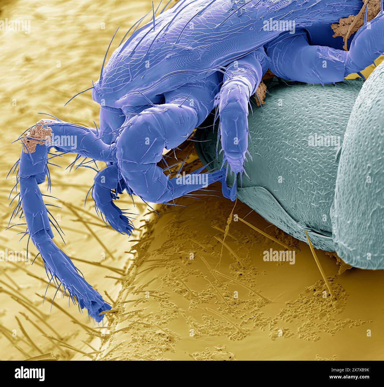 Bumblebee mite and eggs. Coloured scanning electron micrograph (SEM) of ...