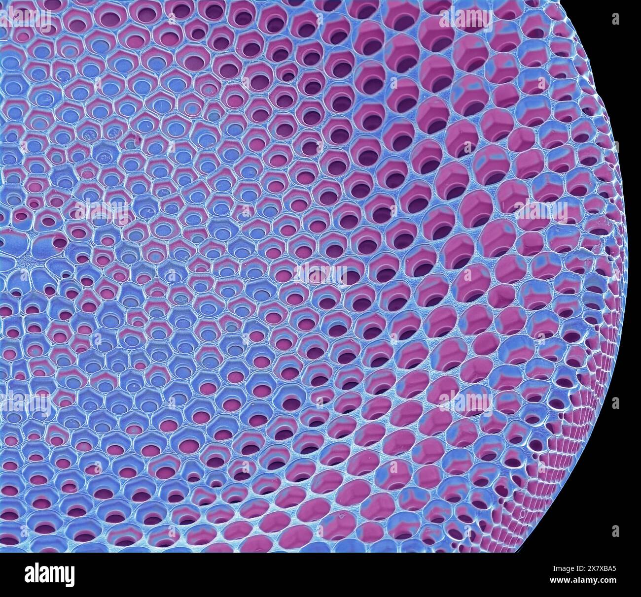 Diatom. Coloured scanning electron micrograph (SEM) of detail from a Coscinodiscus sp. diatom ...