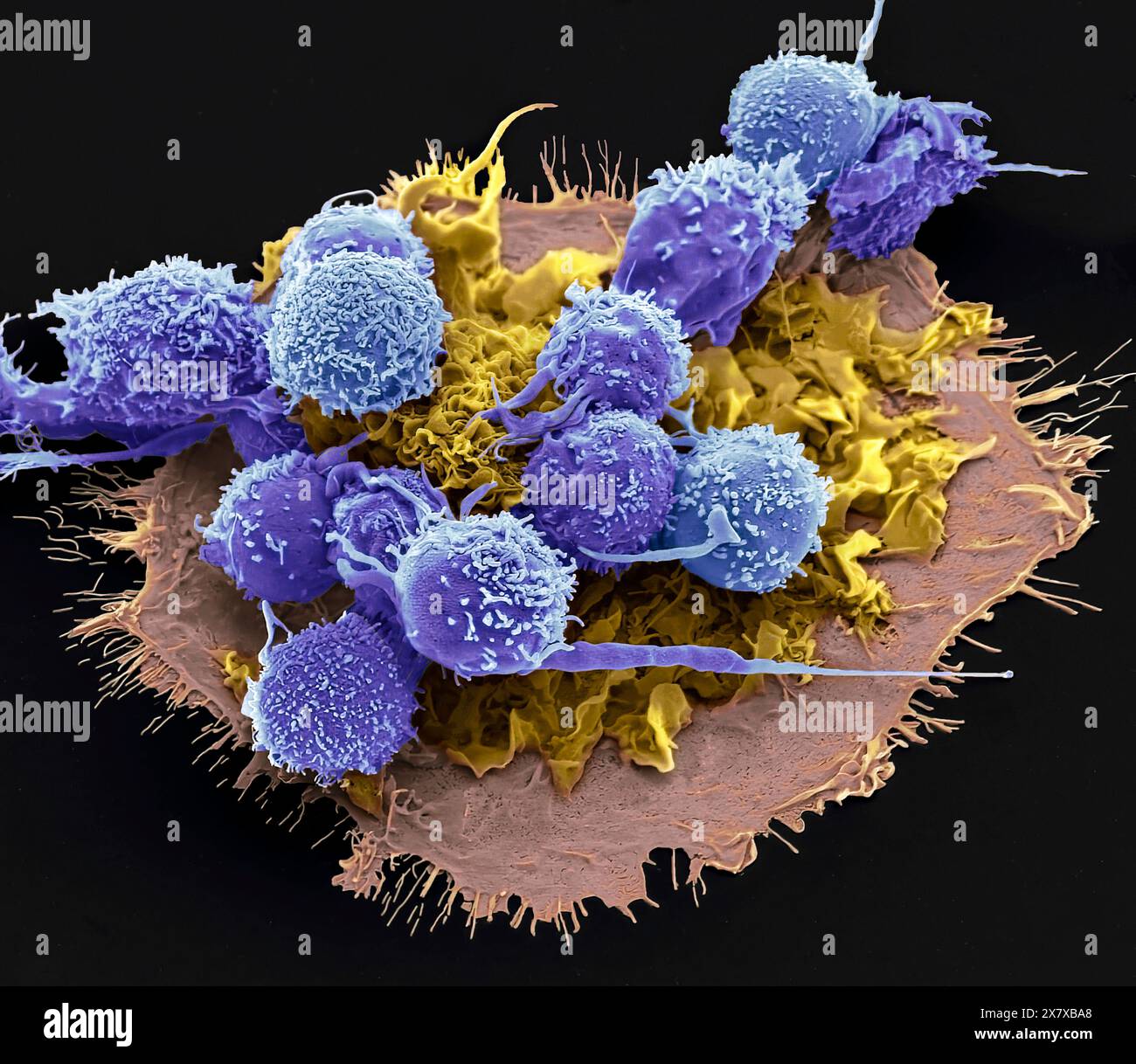 Macrophage and T cells Coloured scanning electron micrograph (SEM) showing the interaction ...