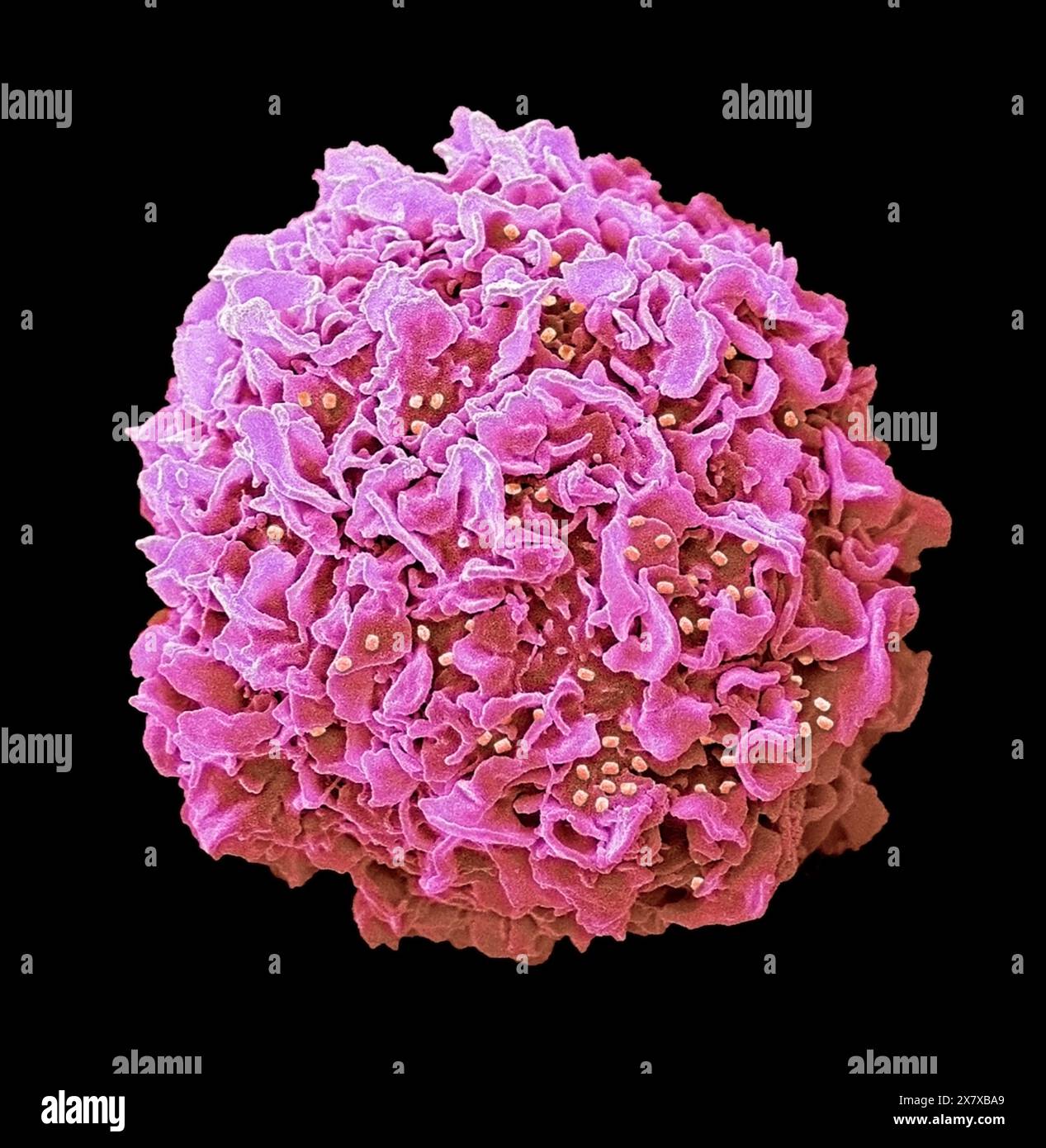 Pox virus. Coloured scanning composite electron micrograph (SEM) of pox ...