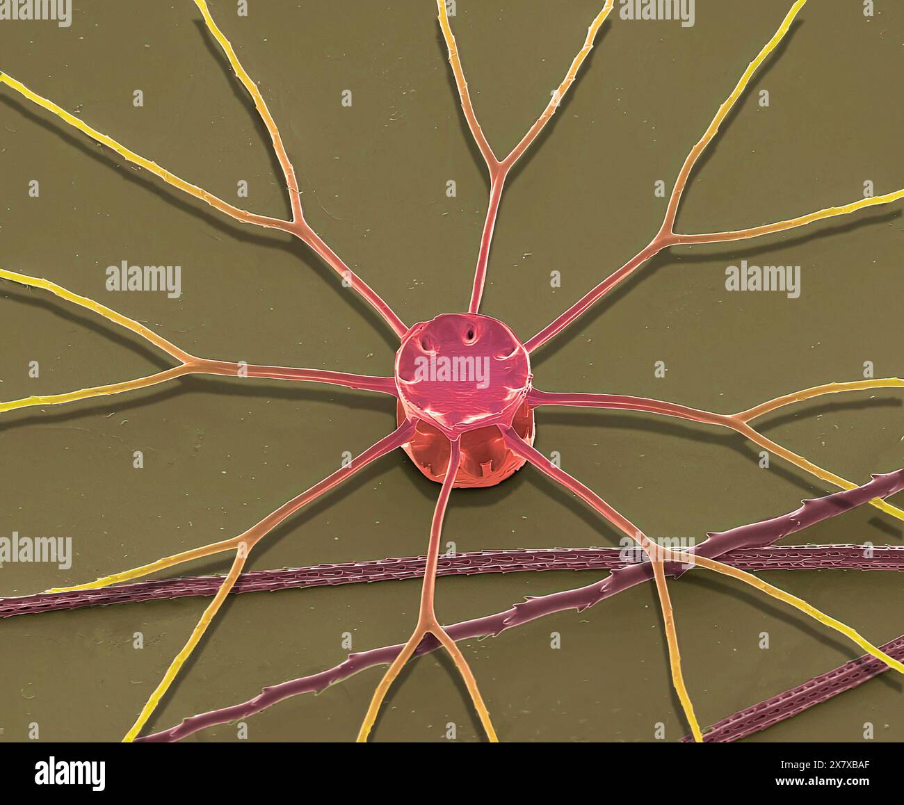 Diatom. Coloured scanning electron micrograph (SEM) of a Bacteriastrum ...