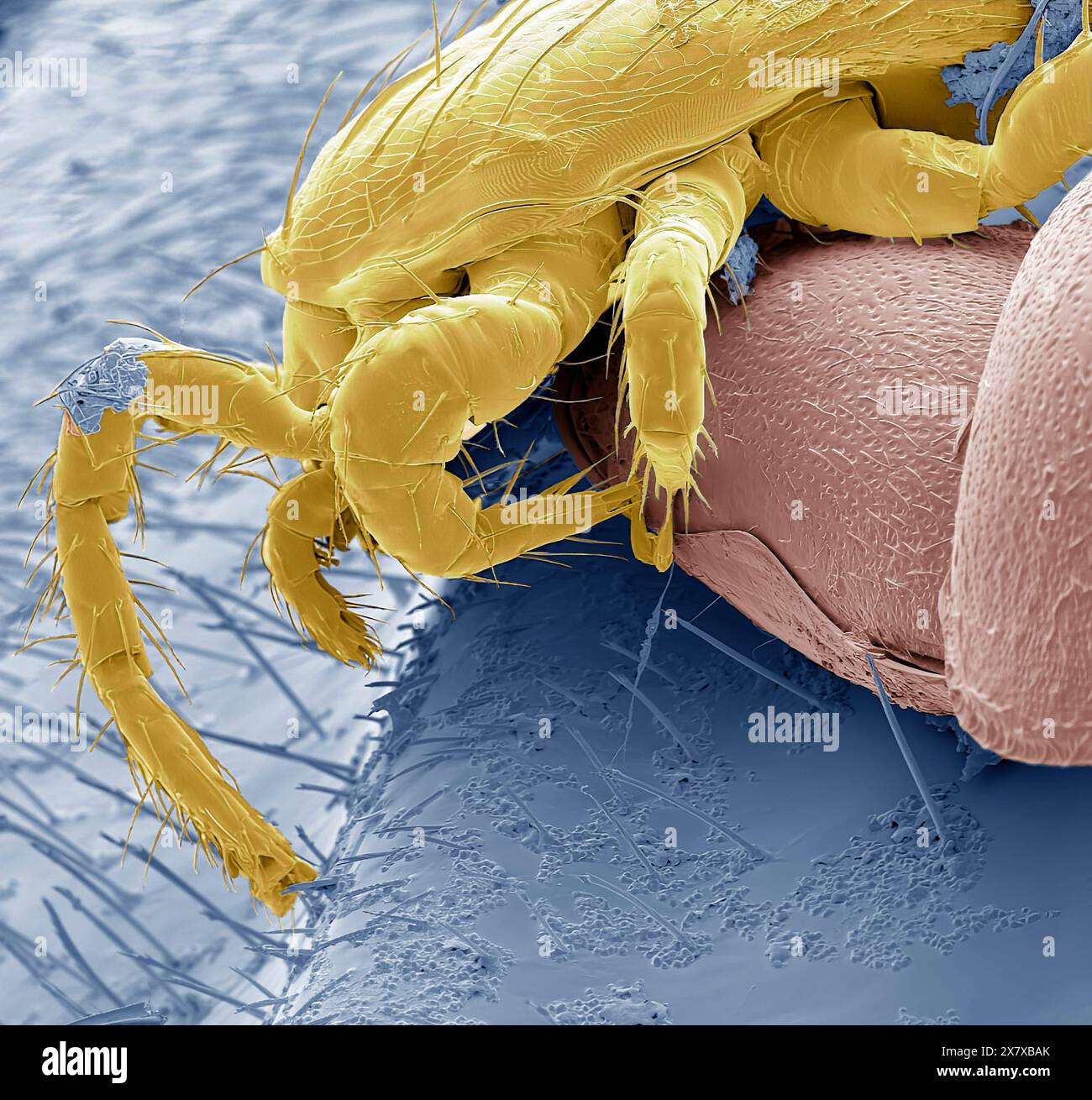 Bumblebee mite and eggs. Coloured scanning electron micrograph (SEM) of ...