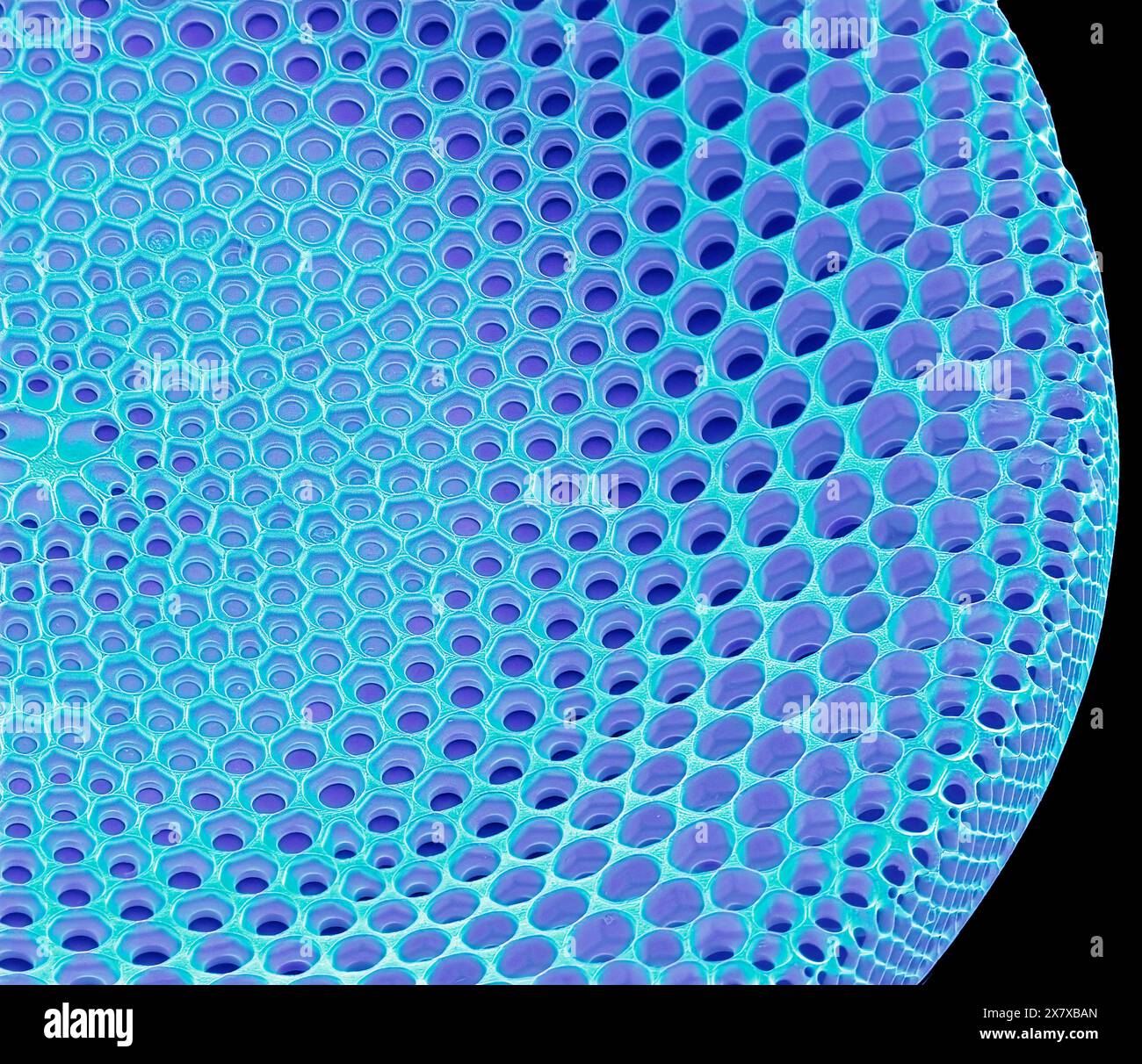 Diatom. Coloured scanning electron micrograph (SEM) of detail from a ...