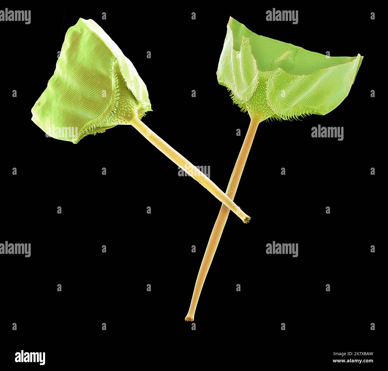 Diatoms. Coloured scanning electron micrograph (SEM) of Ditylum ...