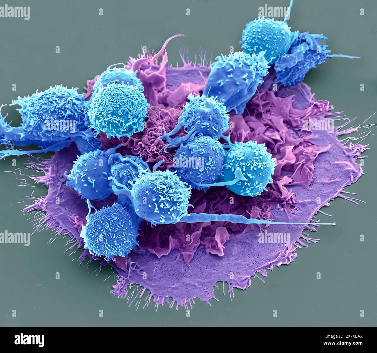 Macrophage and T cells Coloured scanning electron micrograph (SEM) showing the interaction ...