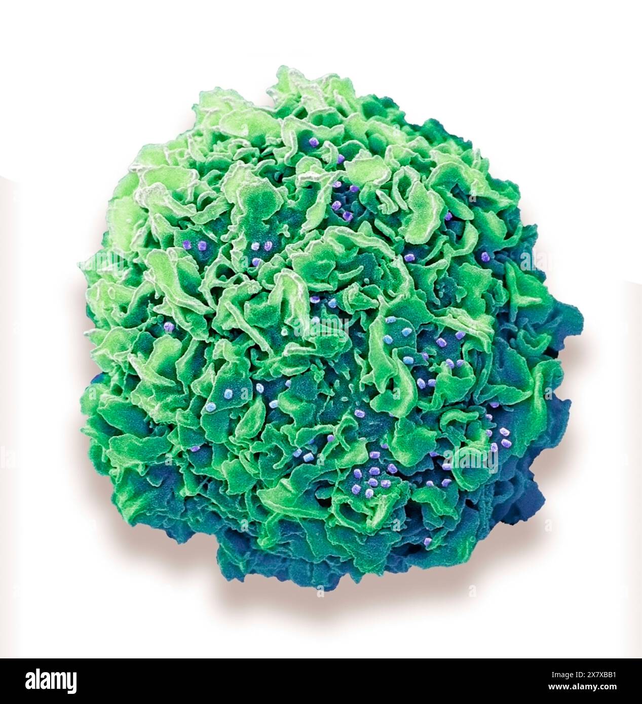 Pox virus. Coloured scanning composite electron micrograph (SEM) of pox ...
