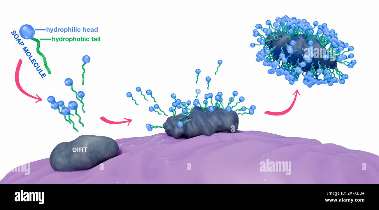 Illustration of soap molecules forming a micelle structure by ...