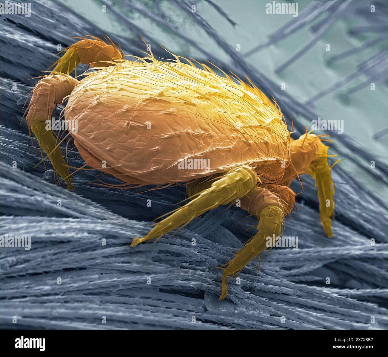 Bumblebee mite. Coloured scanning electron micrograph (SEM) of a bee ...