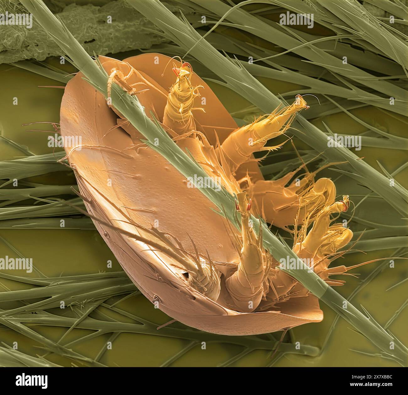 Bumblebee mite. Coloured scanning electron micrograph (SEM) of a bee ...