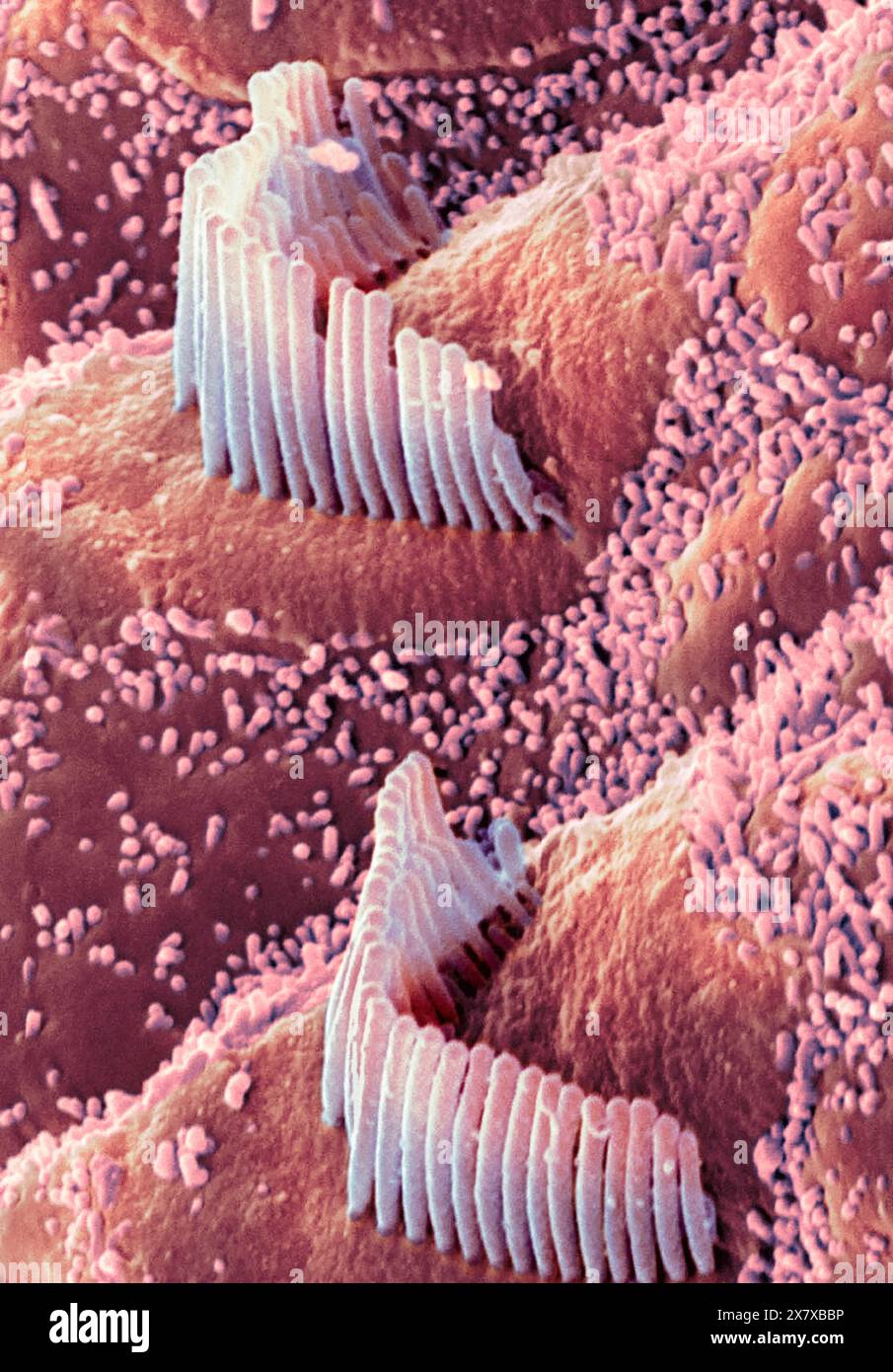 Coloured scanning electron micrograph (SEM) showing the inner ear hair ...