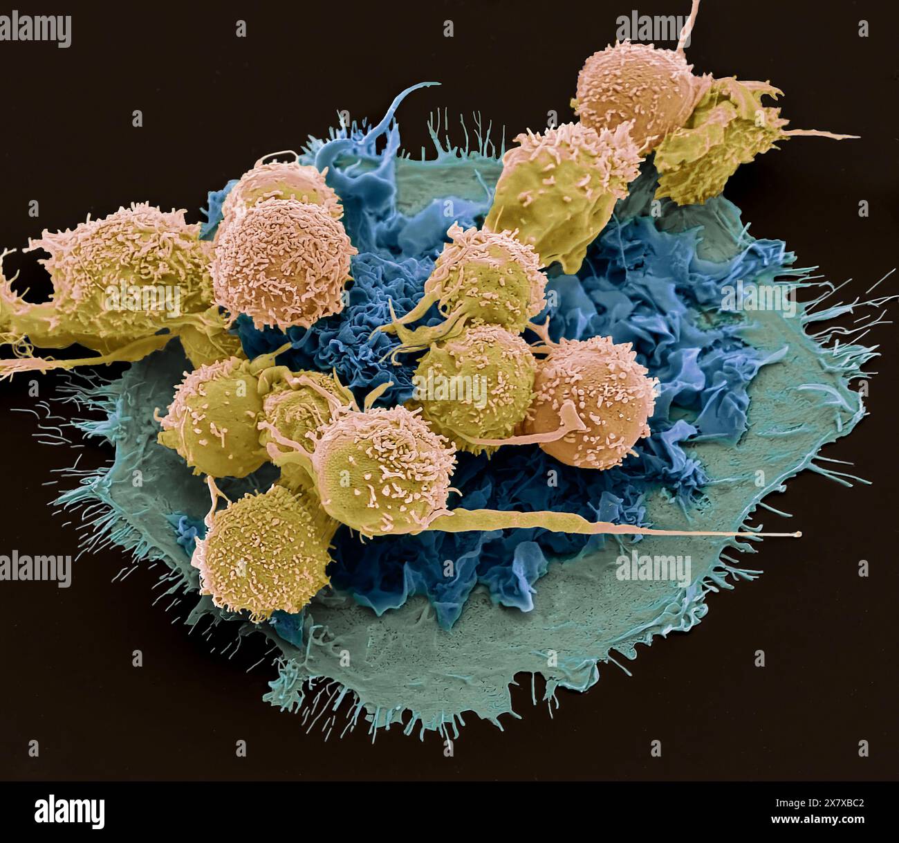 Macrophage and T cells Coloured scanning electron micrograph (SEM) showing the interaction ...