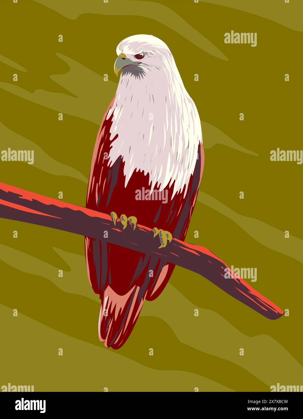 Philippine hawk eagle Stock Vector Images - Alamy Philippine hawk eagle Stock Vector Images - Alamy