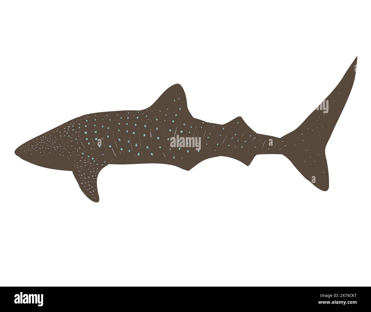 Shark side view Stock Vector Images - Alamy
