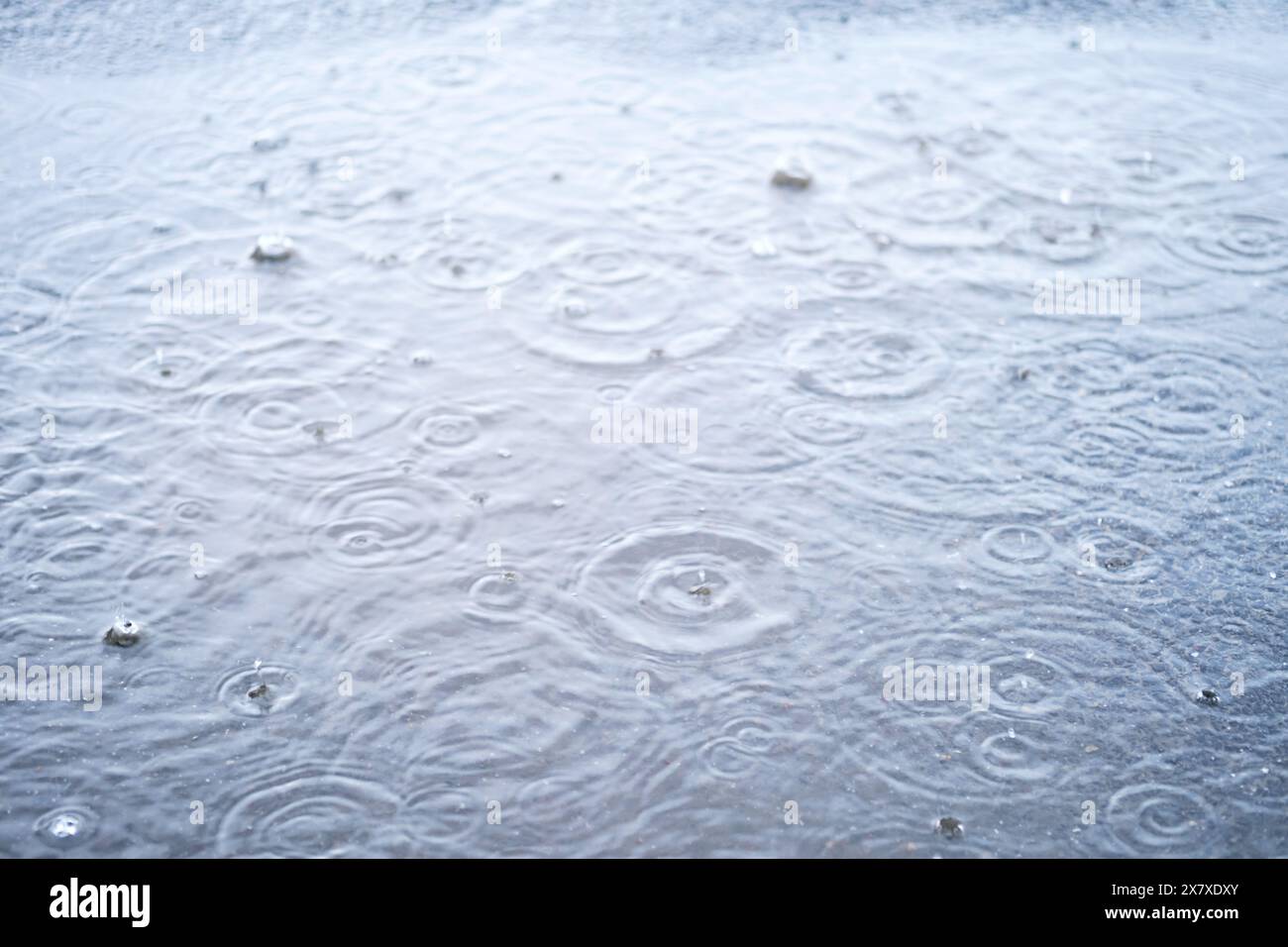 Circles and raindrops on the puddle Stock Photo - Alamy