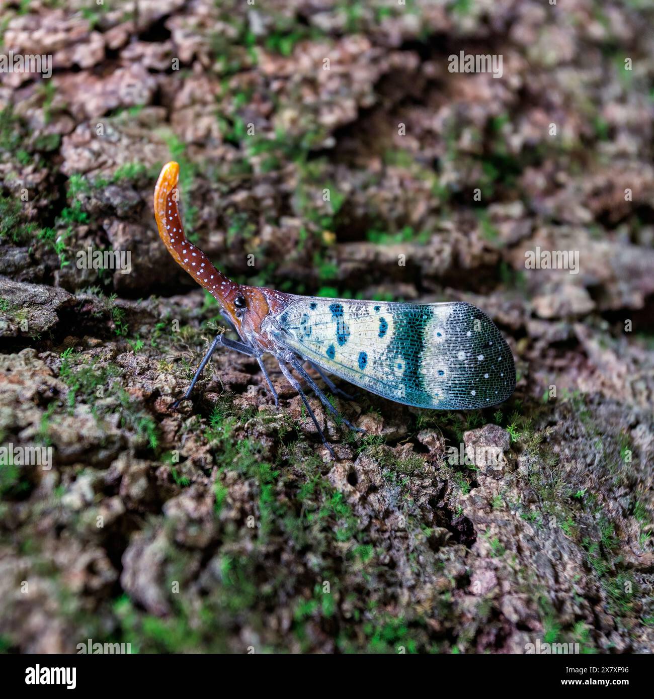Pyrops hi-res stock photography and images - Alamy