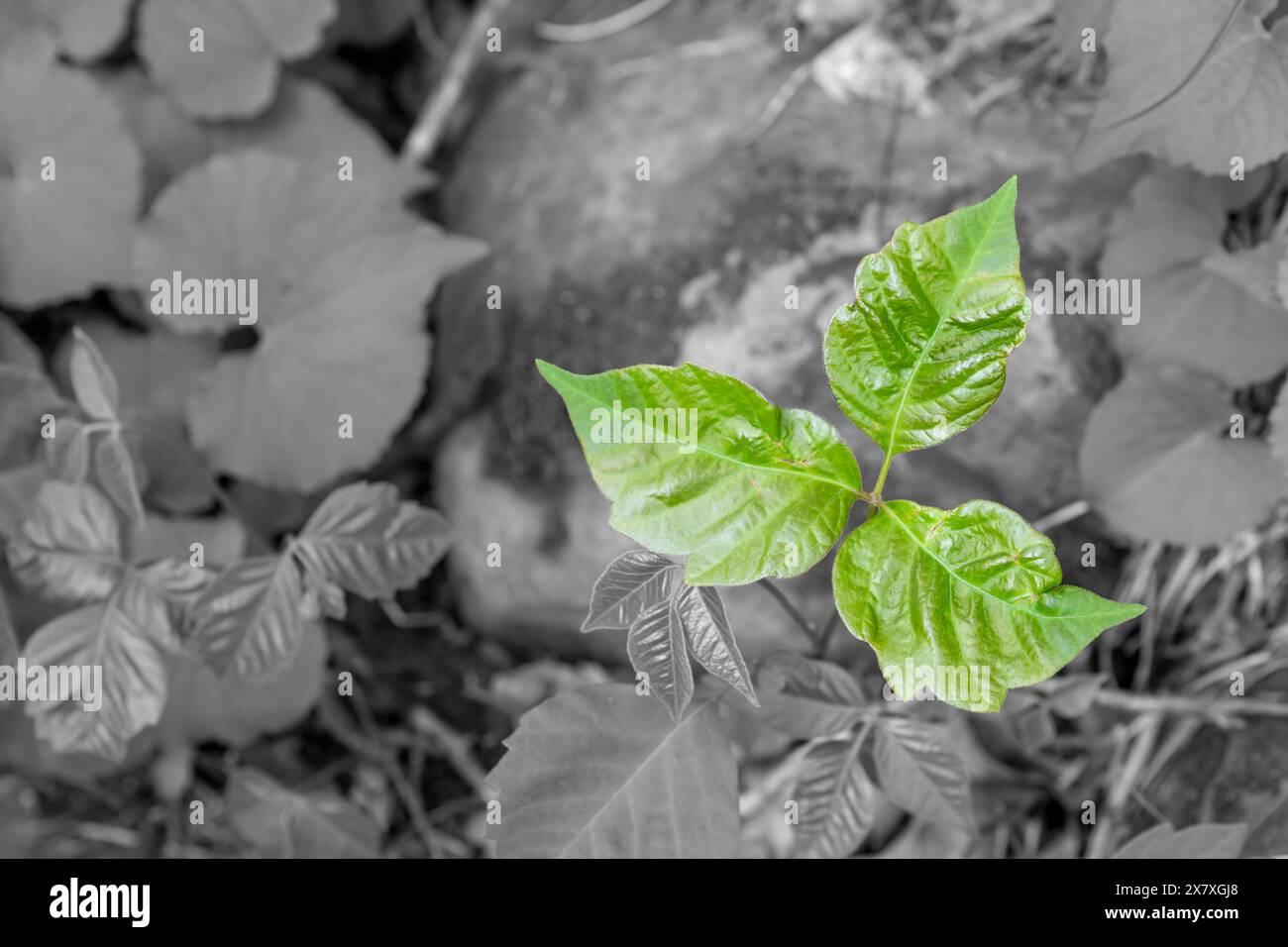 Selective focus on distinctive three leaves of a poison ivy plant with ...
