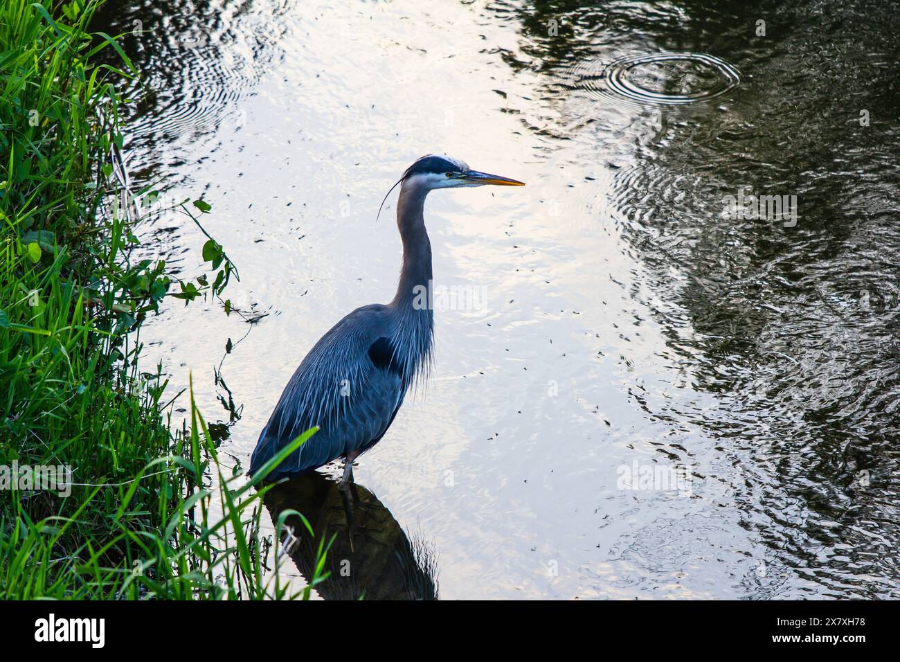 Great Blue Herron on Sammamish River Stock Photo - Alamy