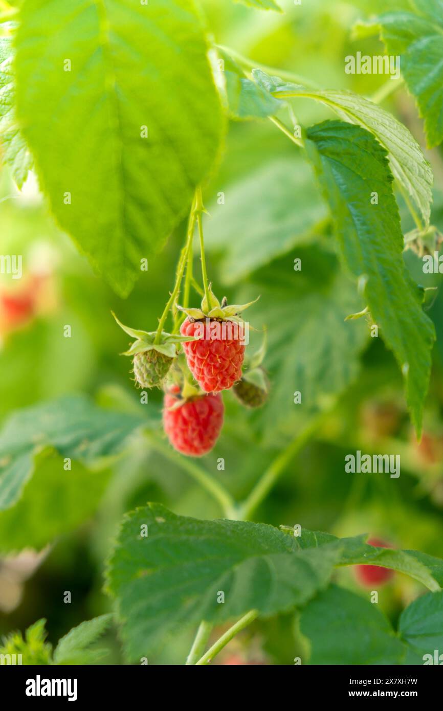 Close up of branch ripe red raspberries in garden on blurred green ...