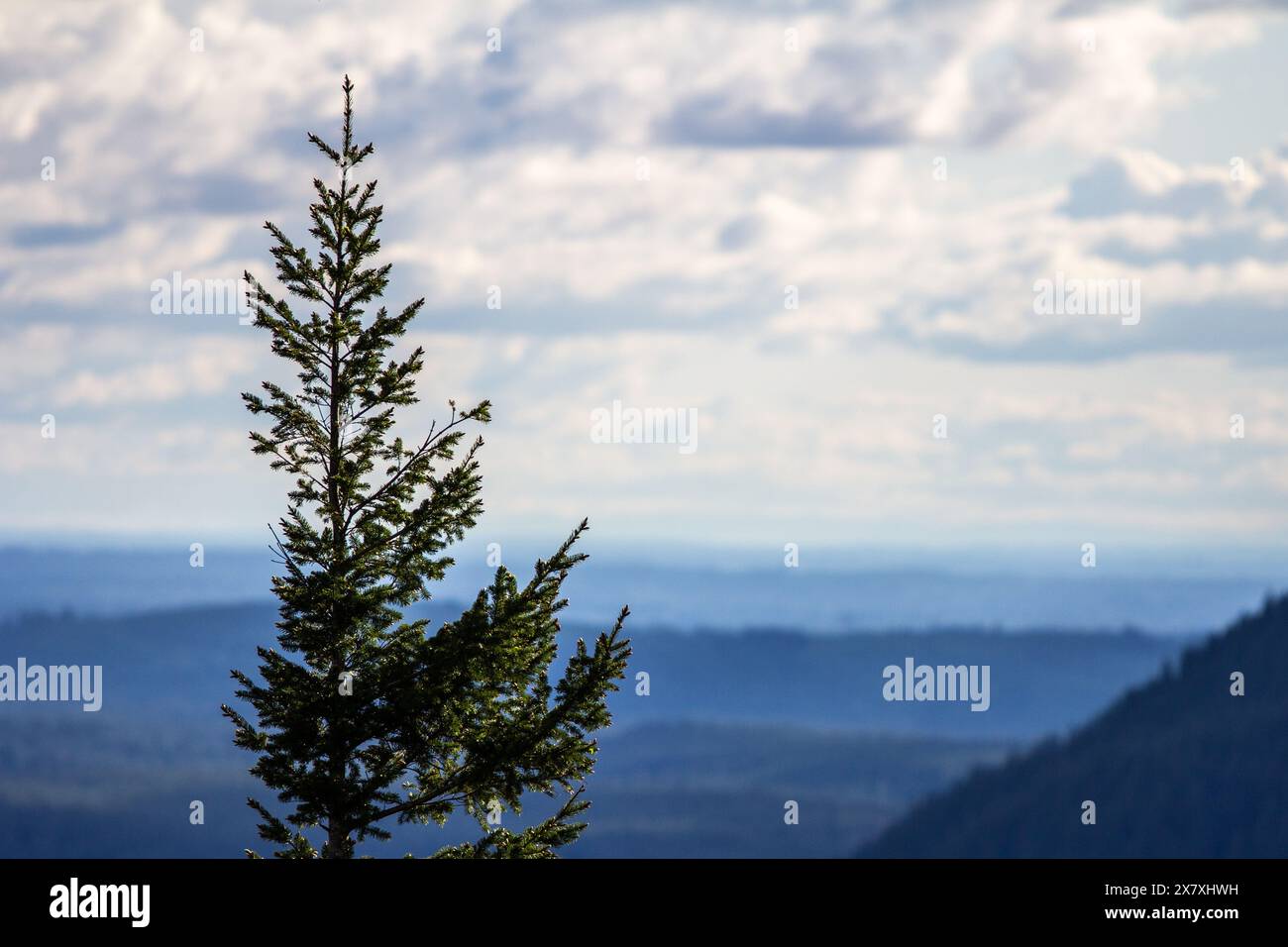 Fur-tree on Rattlesnake Ledge in Washington State Stock Photo - Alamy