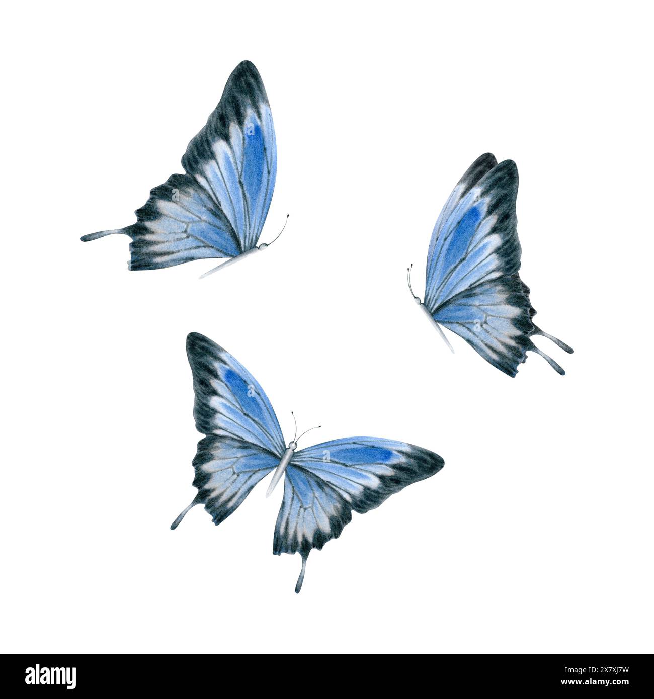 Blue butterfly set. Elegant realistic Australian Ulysses Swallowtail ...
