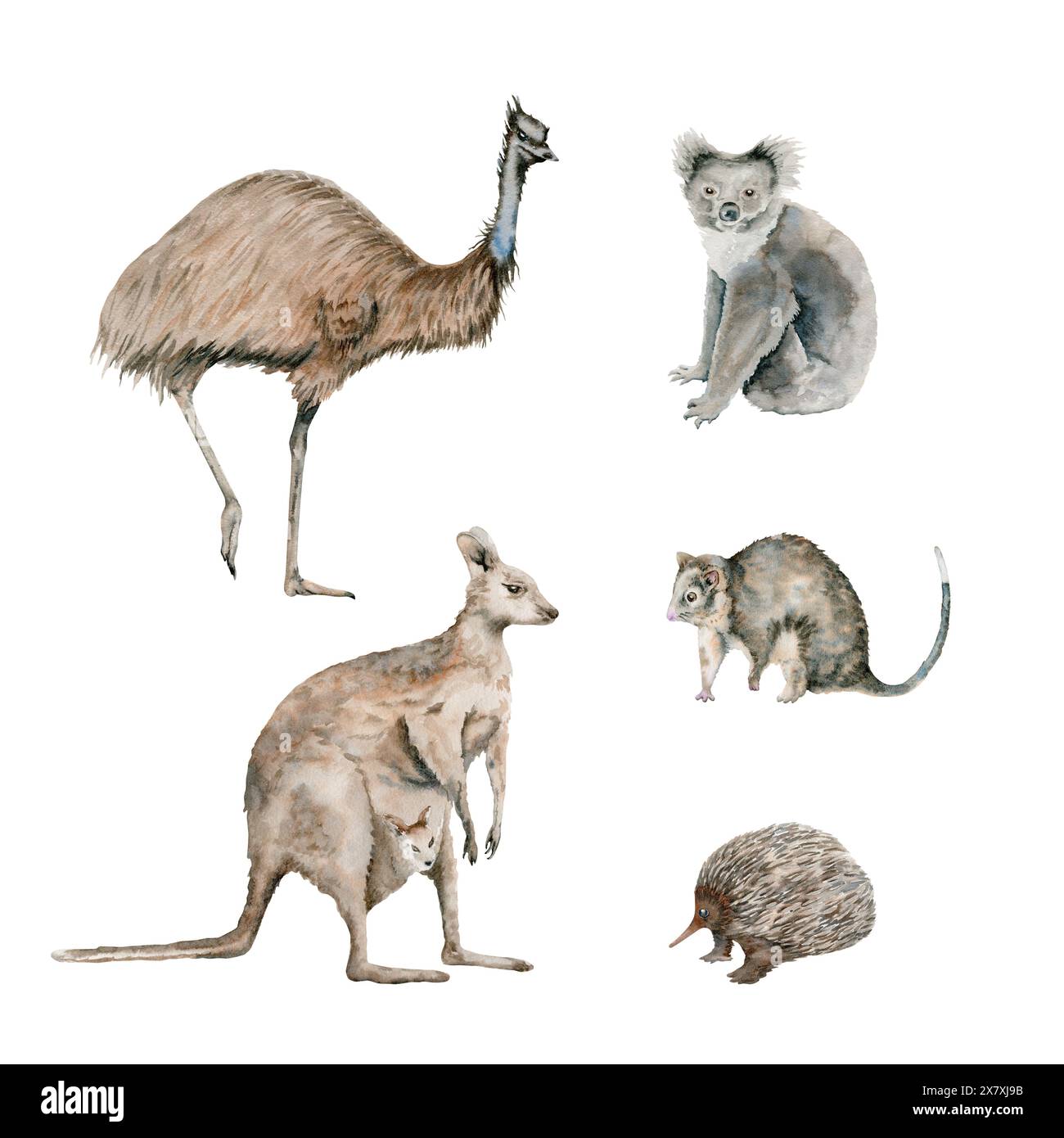 Australian native animals set with kangaroo, koala and echidna. Emu ...