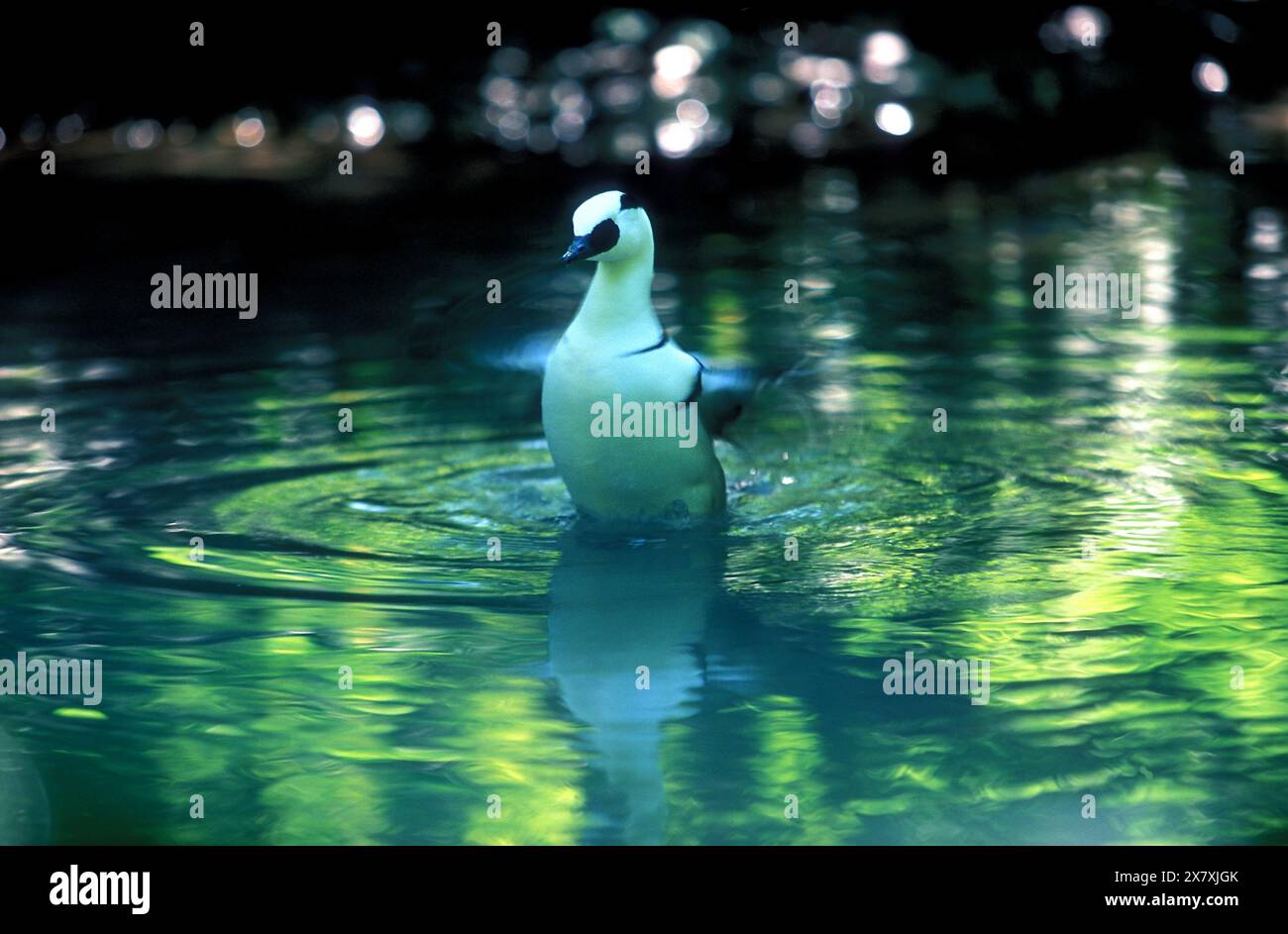 Smew standing and flapping wings in water ( Mergallus albellus Stock ...