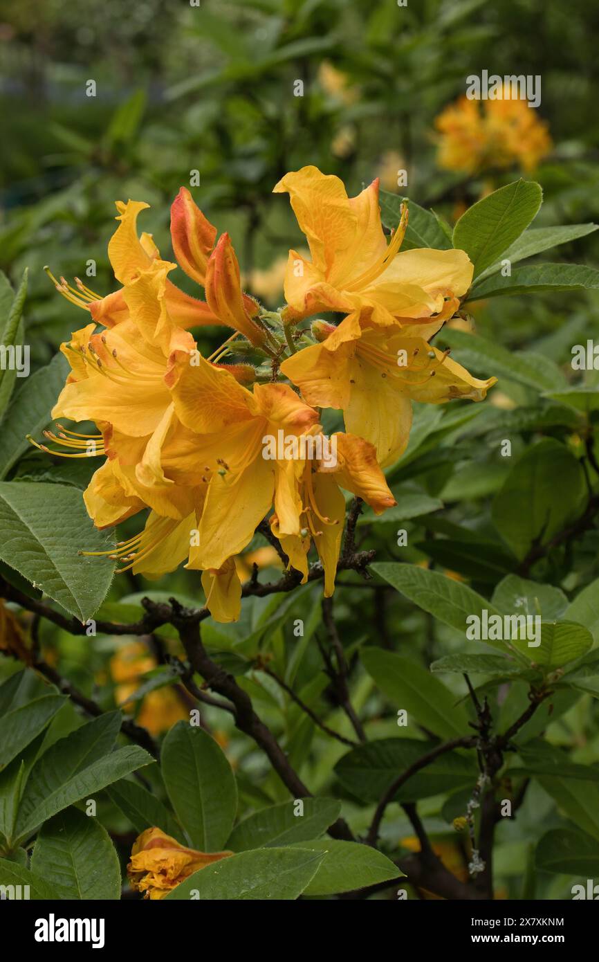 Orange Rhododendron growing in the Hermannshof Gardens in Weinheim ...