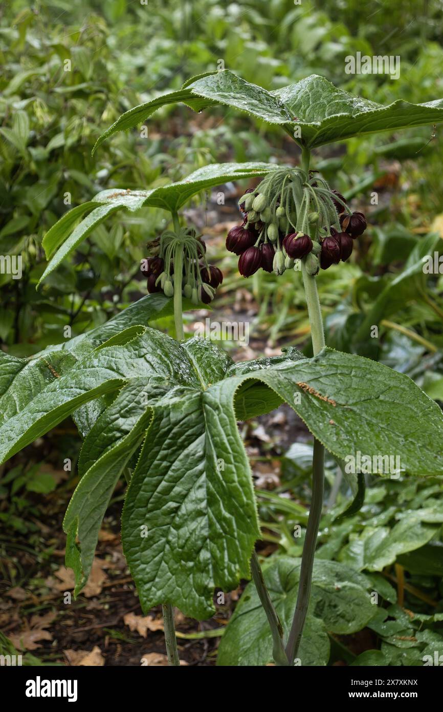Podophyllum pleianthum, Chinese mayapple, growing in the Hermannshof ...